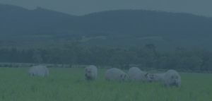 Craig Mostyn Group - One of Australia's leading diversified food and ...